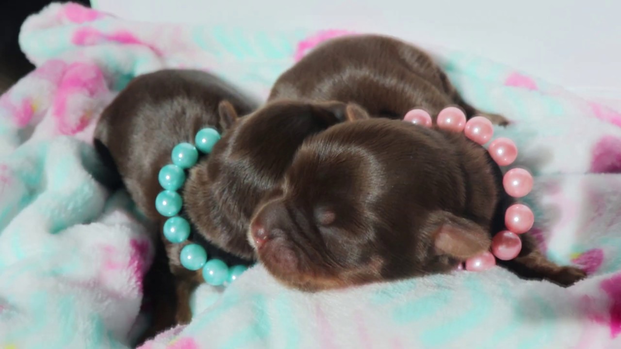 Chocolate Coco Yorkie Puppies! - YouTube