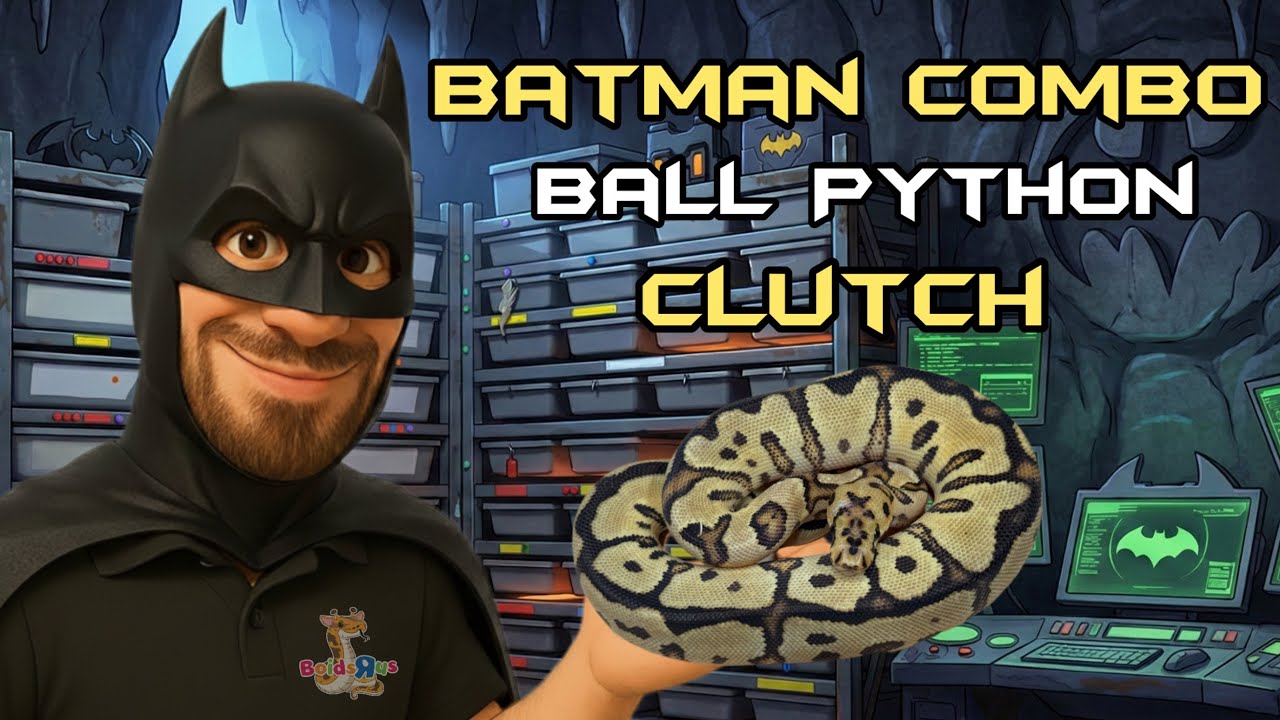 2025 Clutch #25 - “Batman Combo Clutch” Egg Cutting- Breeding Ball ...