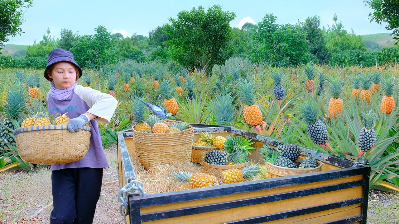Rural Life: Harvest Ripe Pineapples To Sell At The Market, Cook, Garden ...