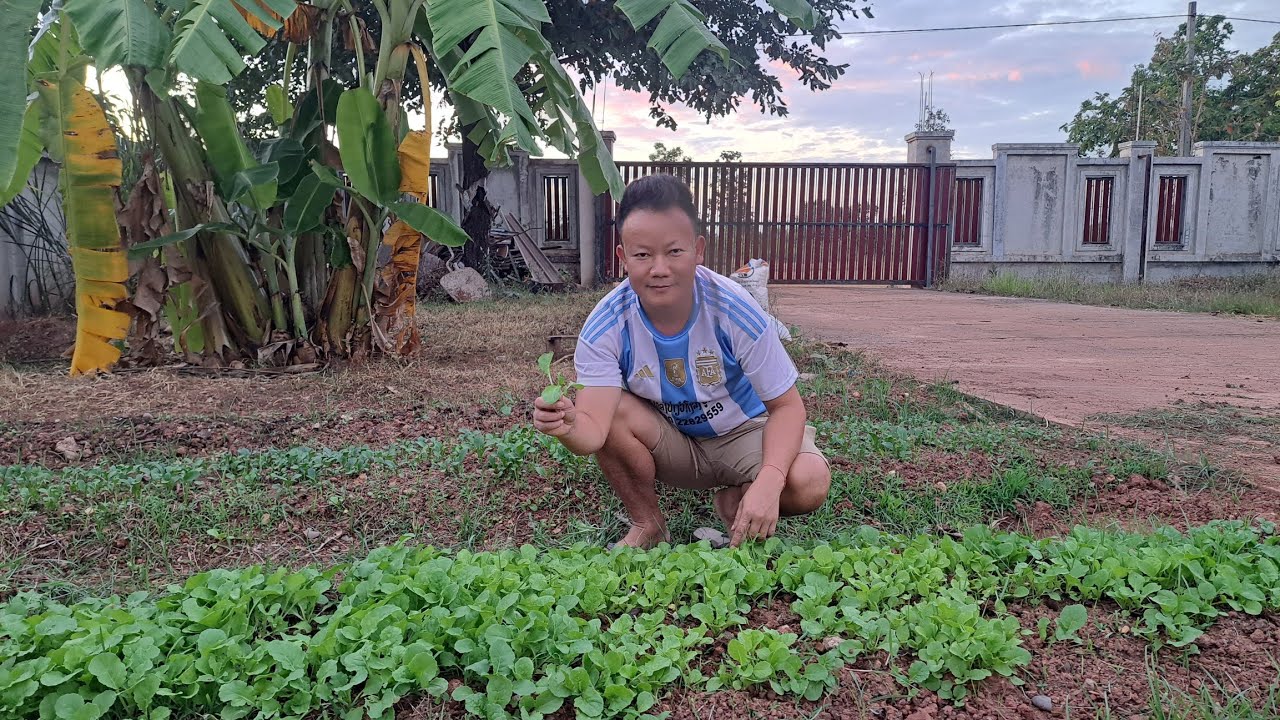 Lub Neej Puas Vim Nyiag Deev Qub Hluas Nraug 21/11/2024 - YouTube