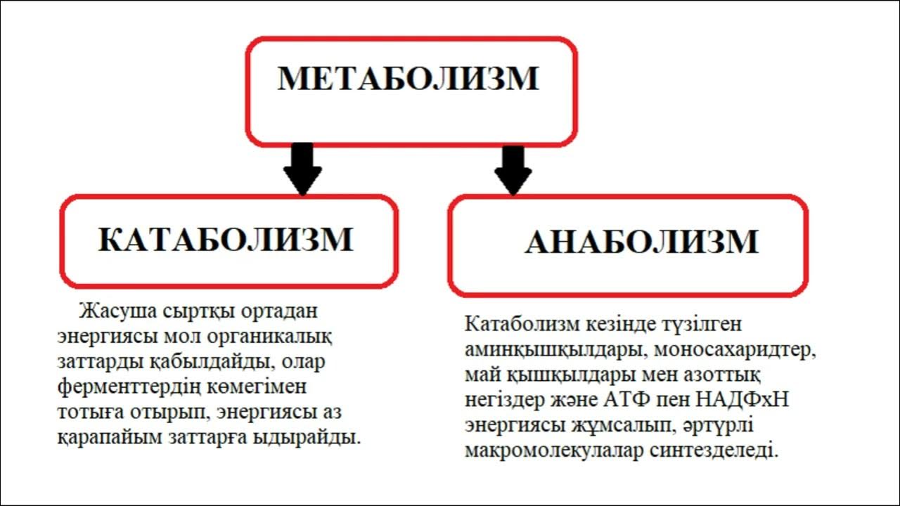 10_клас_Биология.Метаболизм түрлері - YouTube