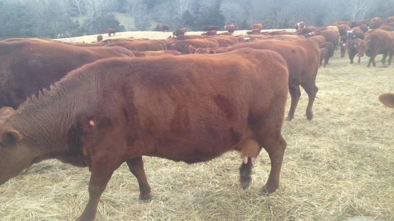 Episode #27. 2019 February stockpile grazing after ice storms at Green ...
