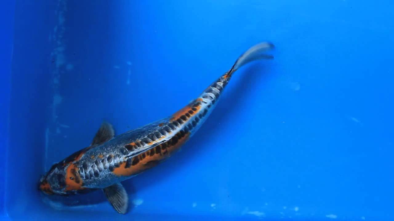 15" Kin Kikokuryu Koi Carp fish for sale @ love aquatics - YouTube
