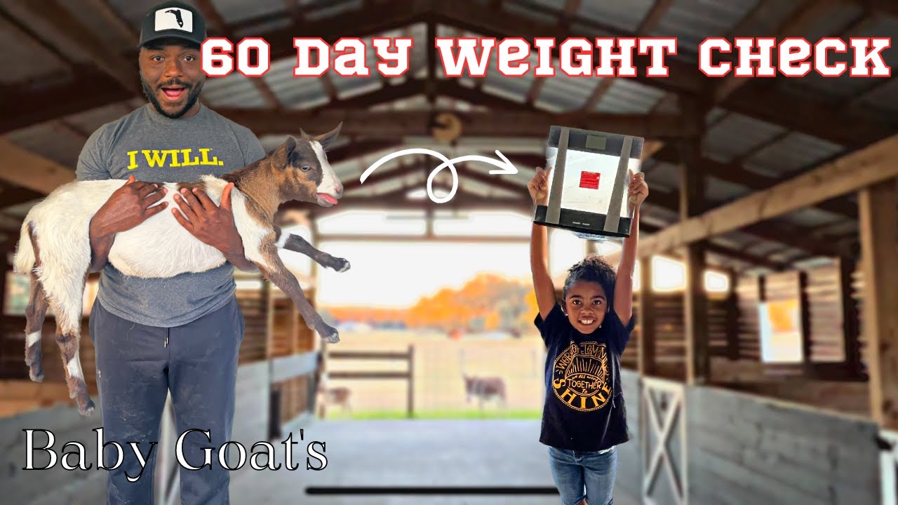 Baby Goats Health Check | Life On A Homestead - YouTube