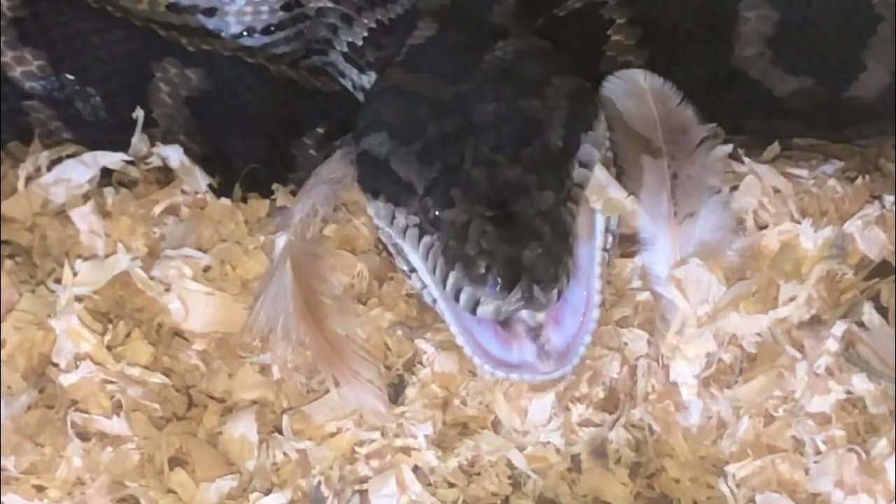 Carpet Python Eating a Chicken! - YouTube