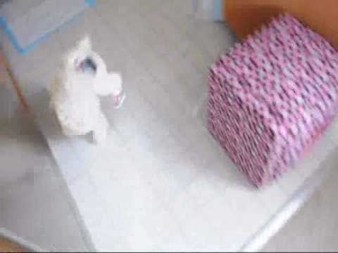 Funny Dog Video : Puppy Breakdancing - YouTube