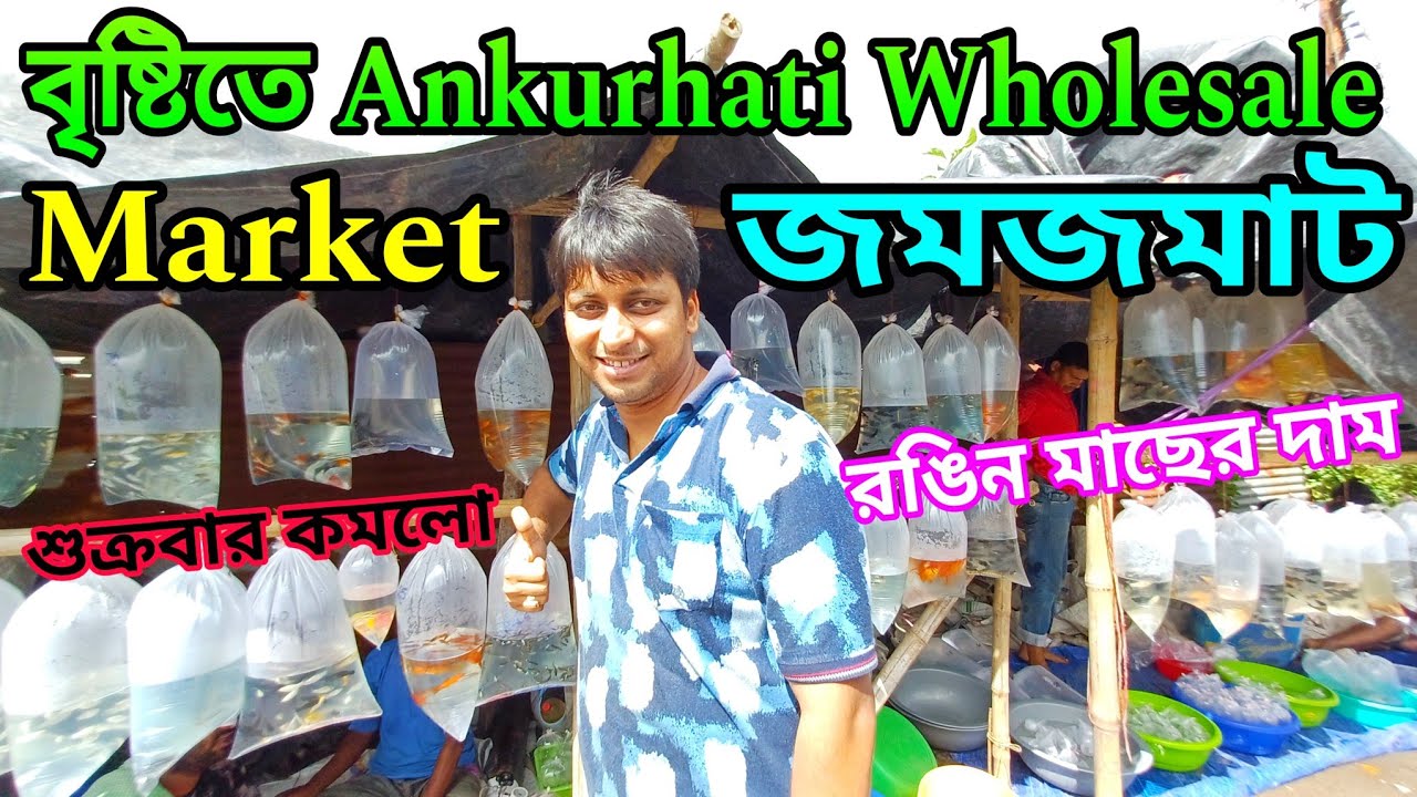 শুক্রবার কমলো রঙিন মাছের দাম | Howrah Ankurhati Fish Pet Market ...