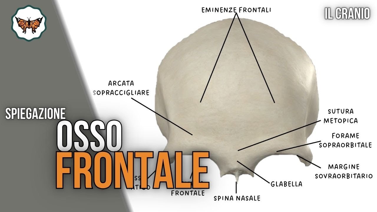 Osso Frontale - YouTube