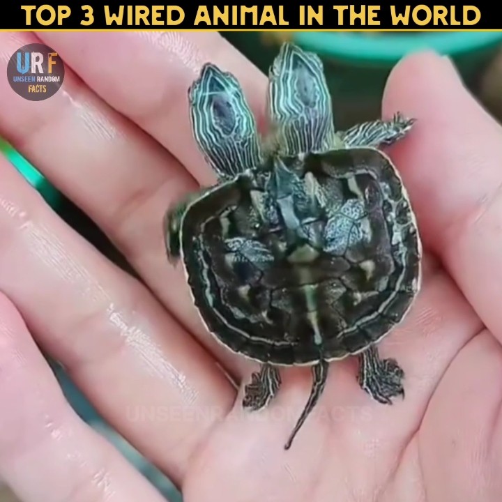 Top 3 wired animal in the world #shorts - YouTube