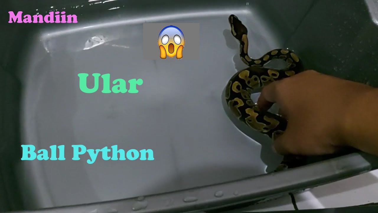Mandiin Ular Ball Python Kesayangan - YouTube
