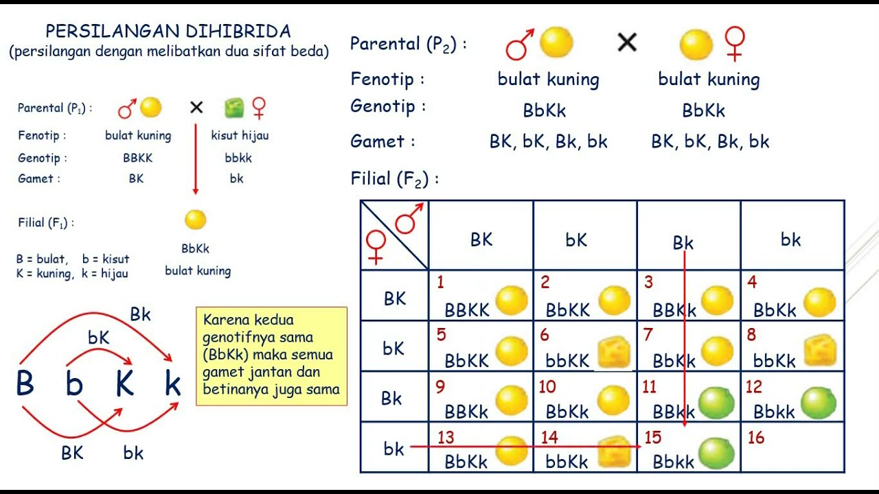 Pewarisan Sifat Kelas 9 Persilangan Monohibrid Dan Dihibrid YouTube