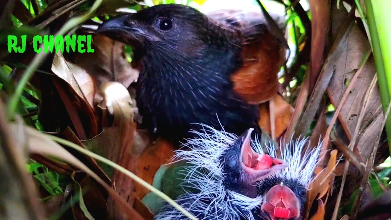 Telah lahir dua bayi sehat burung bubut alang alang di sarang - YouTube
