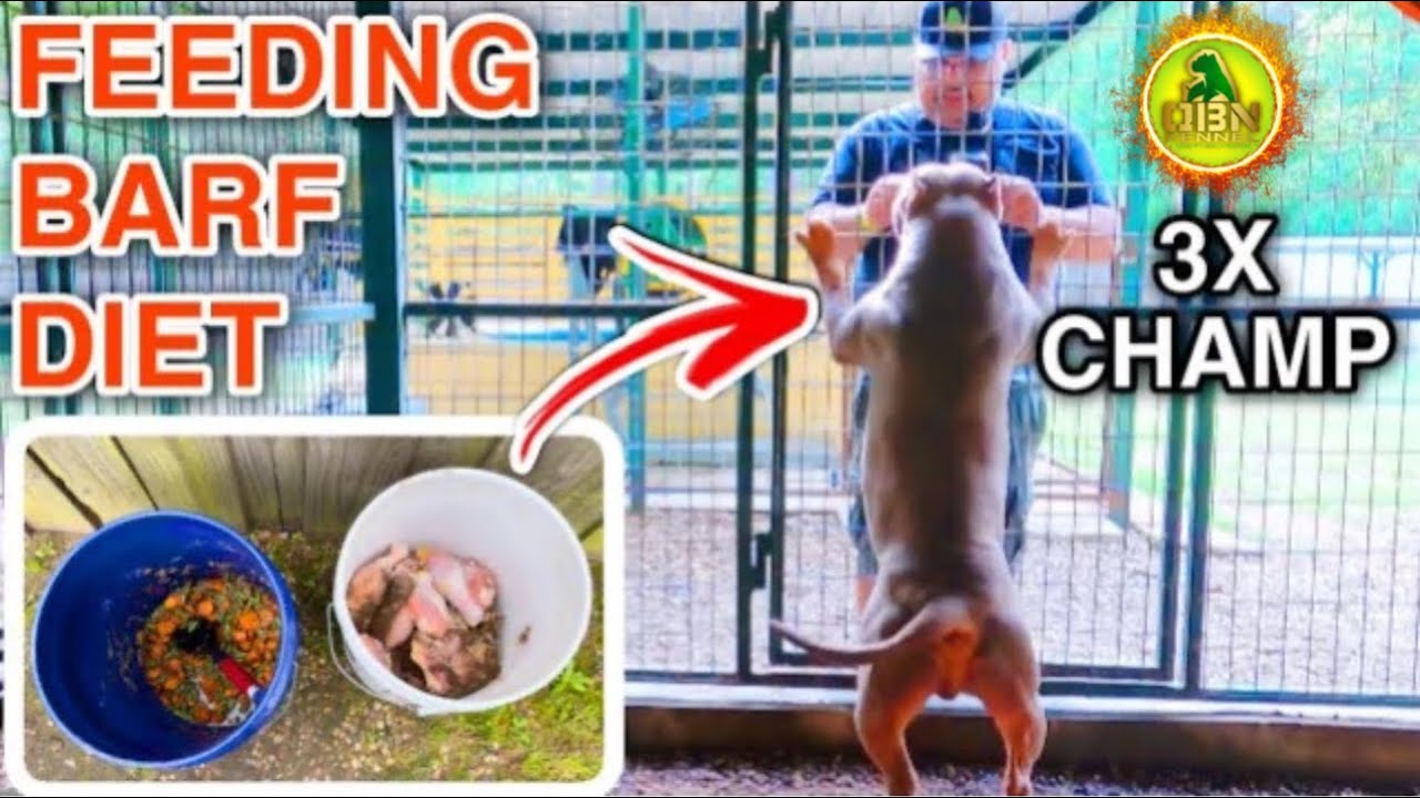 Feeding Raw BARF Diet To Entire Kennel - YouTube