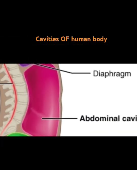 Anatomy #Cavities #of human #body # - YouTube