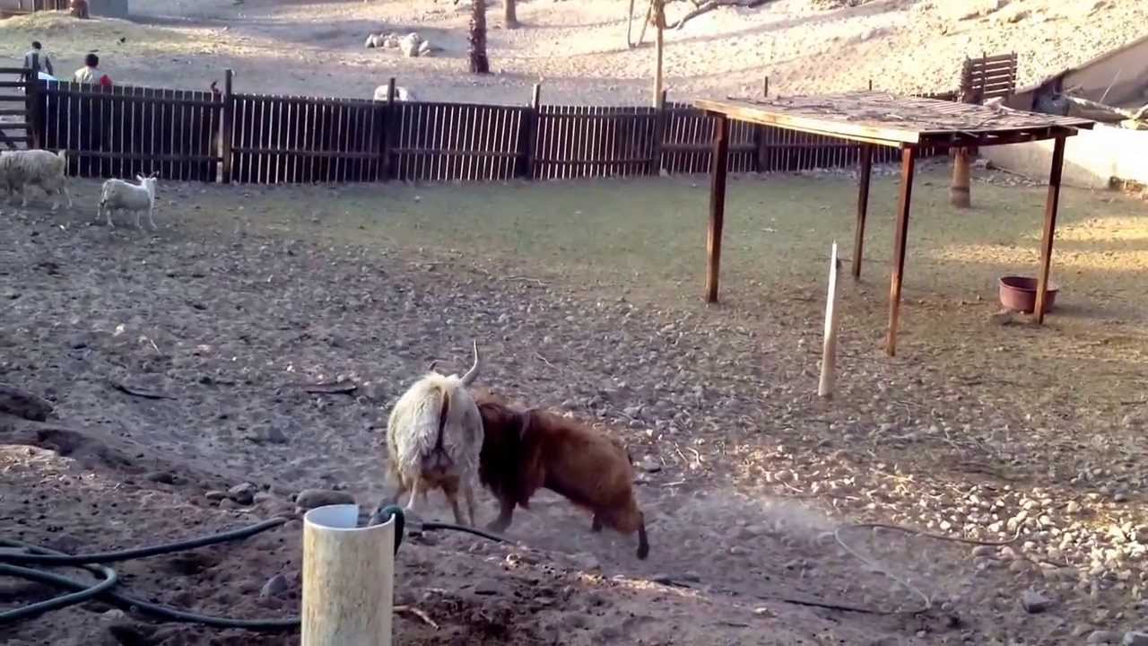 Borregos pelando cuernos grandes chivos peleando sheep goats fight ...