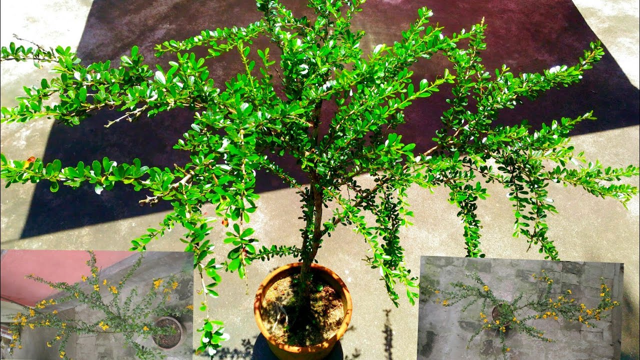 #yellowdesmodium #yellowbraya #bonsai #braya #brayabonsai Desmodium ...
