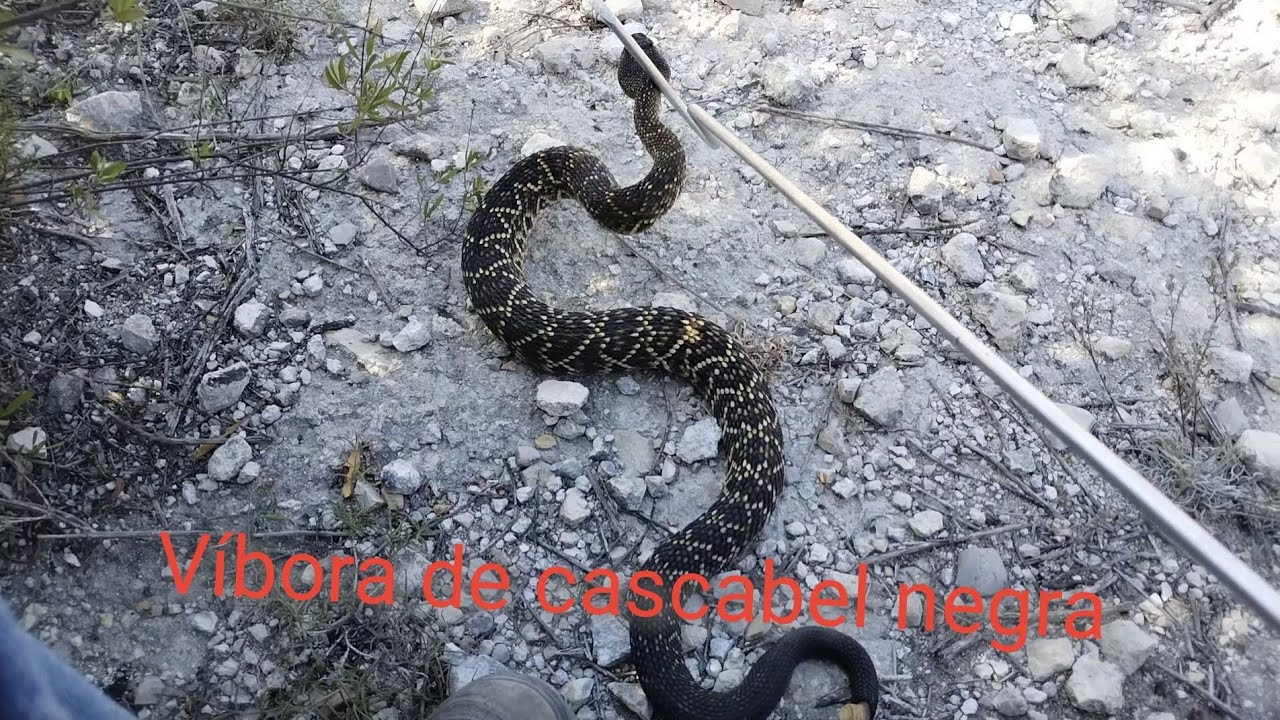 víbora de cascabel negra en la falla geológica - YouTube