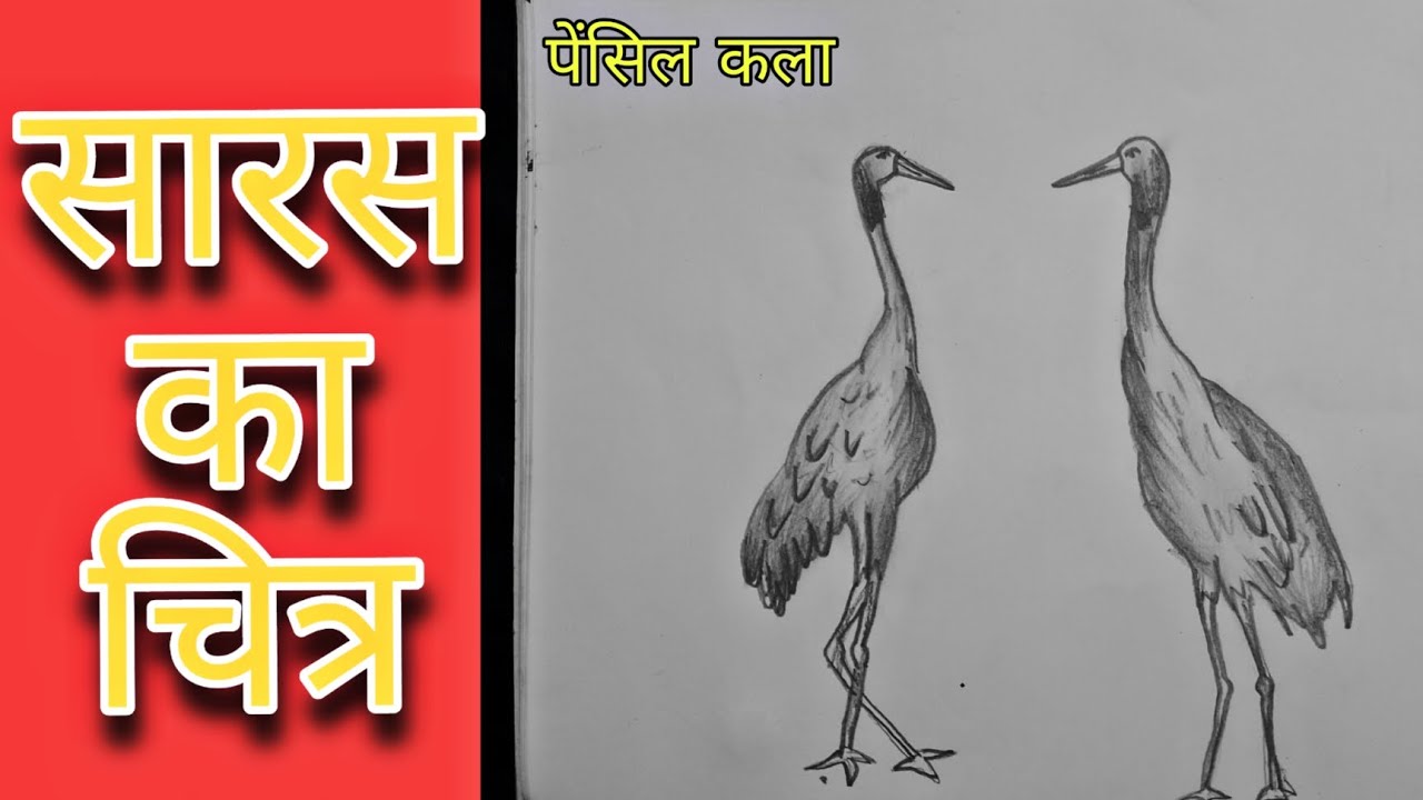 How to draw saras🦩/ सारस का चित्र बनाना सीखे/ - YouTube