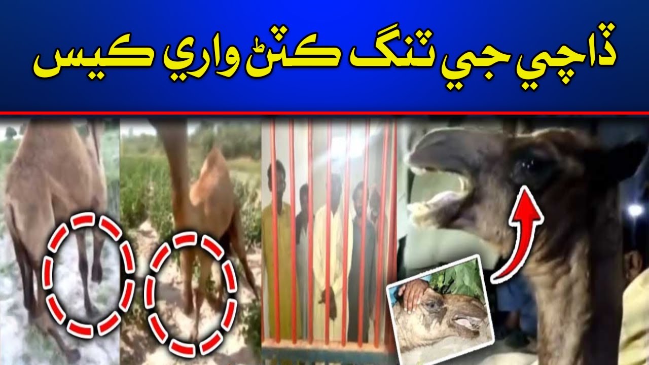 BREAKING NEWS Camel Leg Cut Incident || Sanghar Camel Incident Updates ...