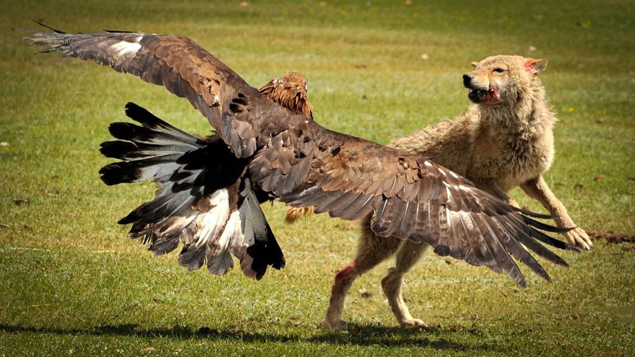 Eagle Attacks Dog 💢🦅 Who Can Win The FIGHT 🐶 - YouTube