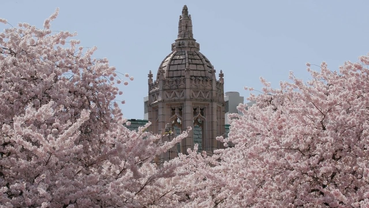 UW’s iconic cherry blossoms deliver another spring of stunning flower ...