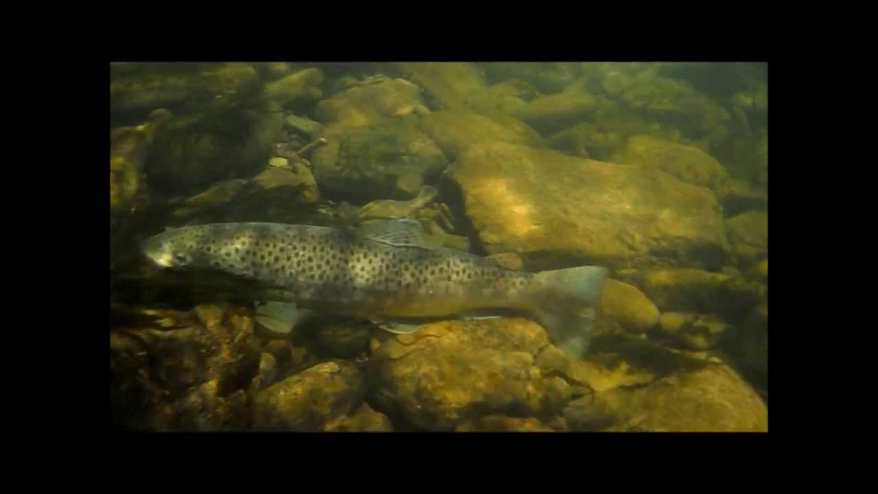 Great Brown Trout Below Slate Run Bridge... 4-9-2013 - YouTube