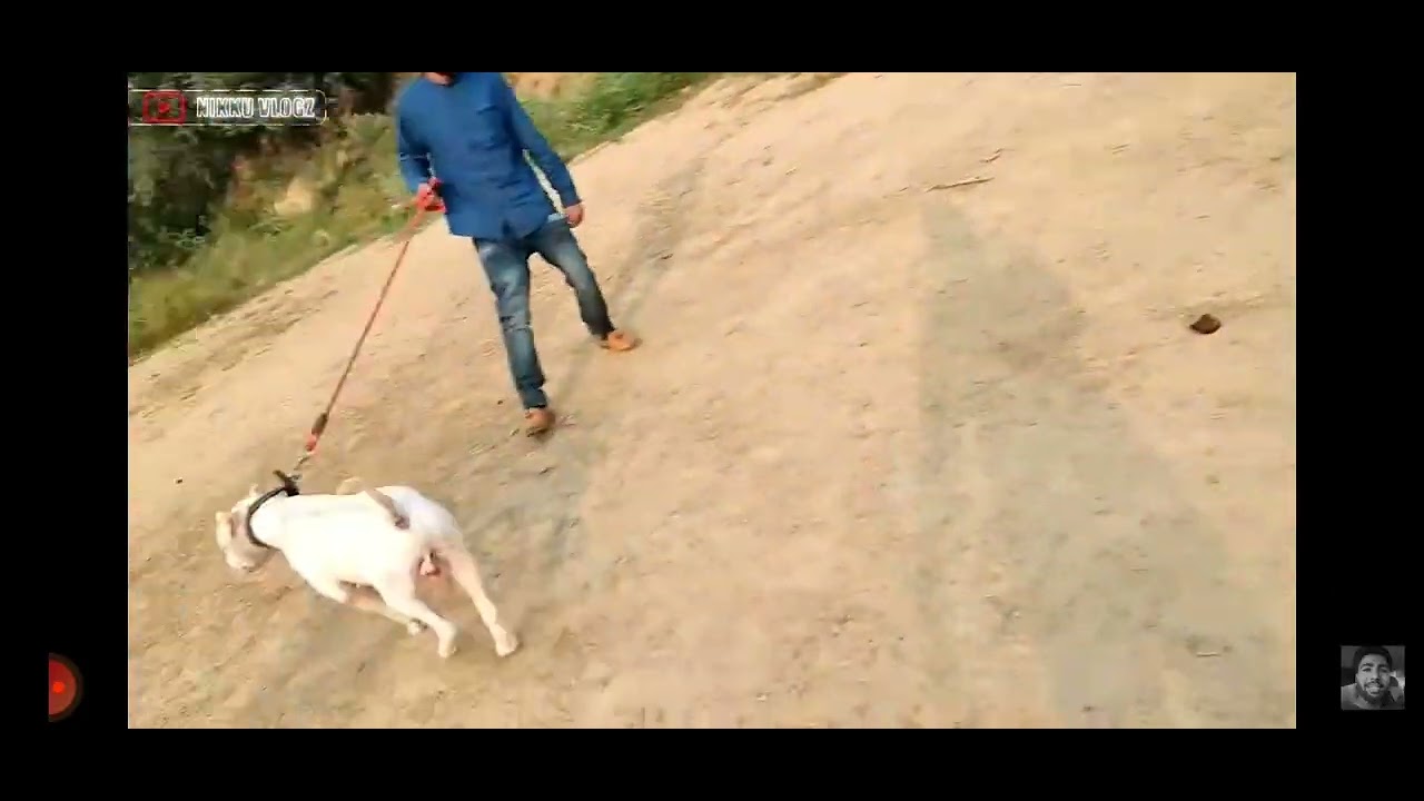 Pitbull toh gaya pitbull vs dogo argentino #nikkuvlogs #fight - YouTube