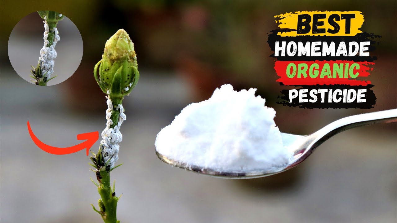 Most Powerful Homemade Organic Pesticide for Any Plants || Natural ...