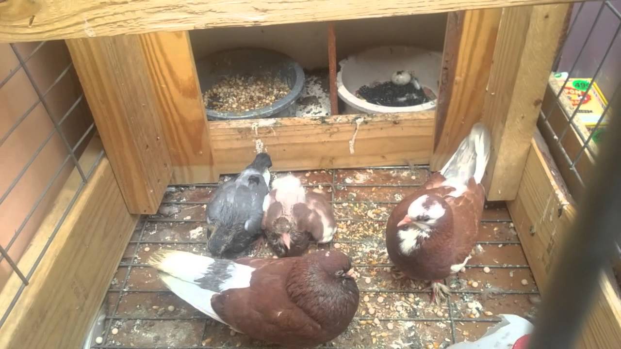 DEEP Roller Pigeons Breeding - YouTube