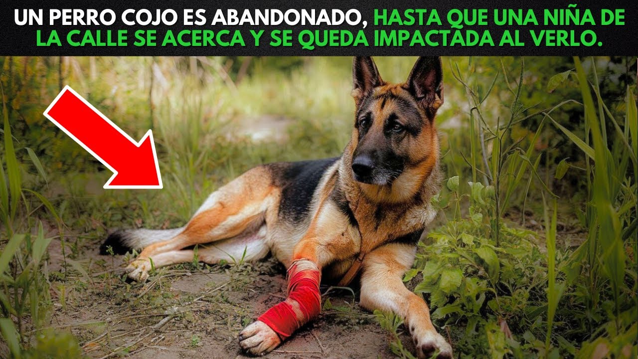 Un perro cojo es abandonado, hasta que una niña de la calle se acerca y ...