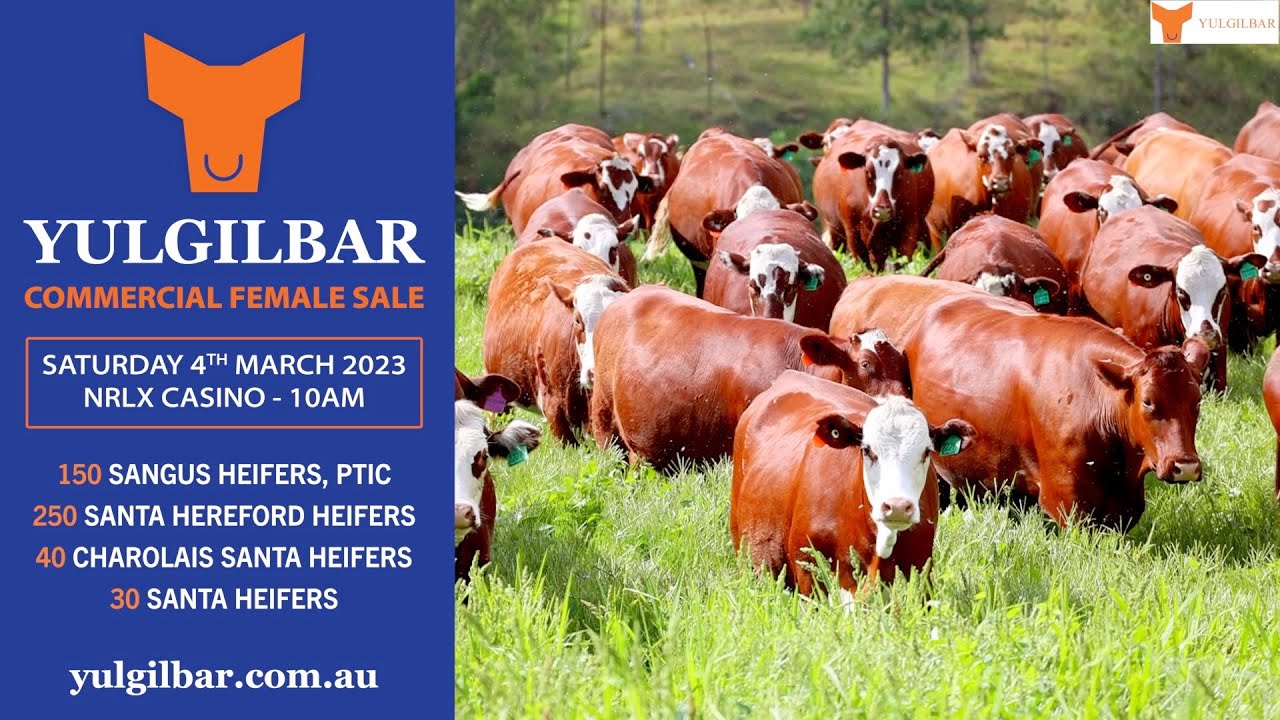 Yulgilbar 2023 Pre-Sale - YouTube