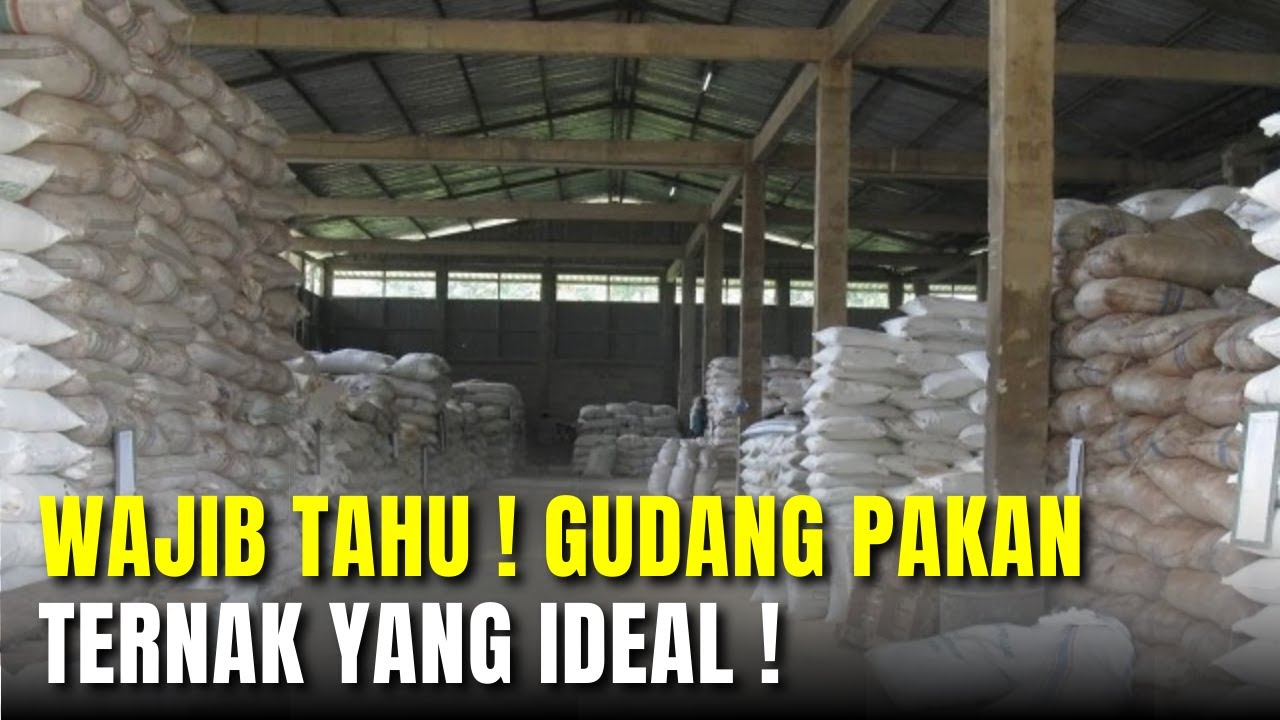 Syarat Gudang Pakan Ayam yang Ideal - YouTube