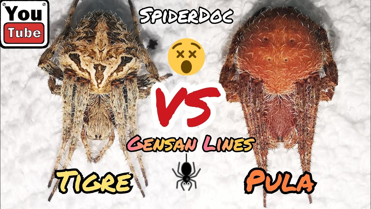 GENSAN SPIDER FIGHT sa Clinic : WHITE TIGER vs RED SPIDER. Grabe ang ...