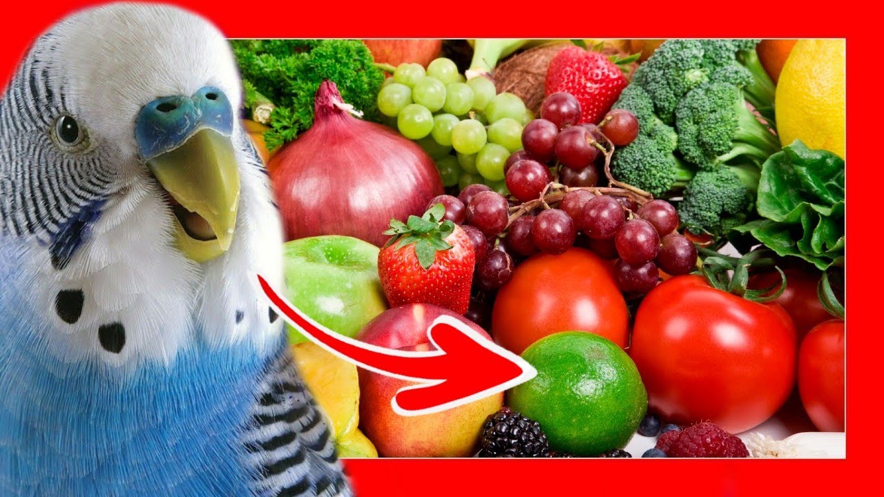 FRUTAS Y VERDURAS PARA PERIQUITOS AUSTRALIANOS | Alimentación de ...