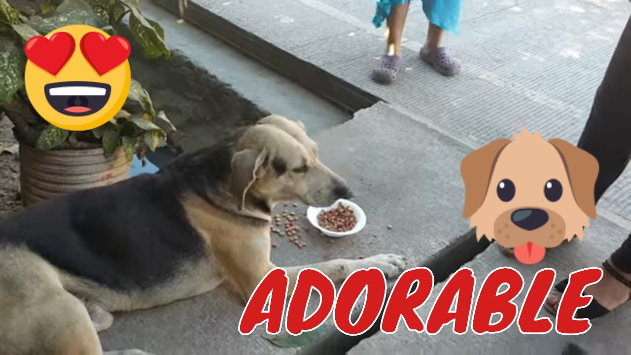 SEGUIMOS CON LA MISIÓN START| ¡ALIMENTAMOS PERRITOS DE LA CUCHILLA ...