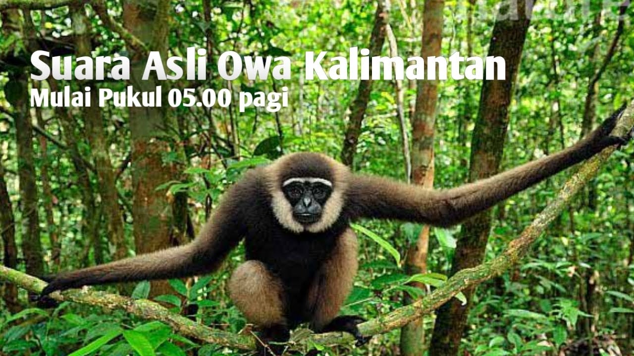 SUARA ASLI MONYET OWA KALIMANTAN || HEWAN ENDEMIK || ANIMAL - YouTube