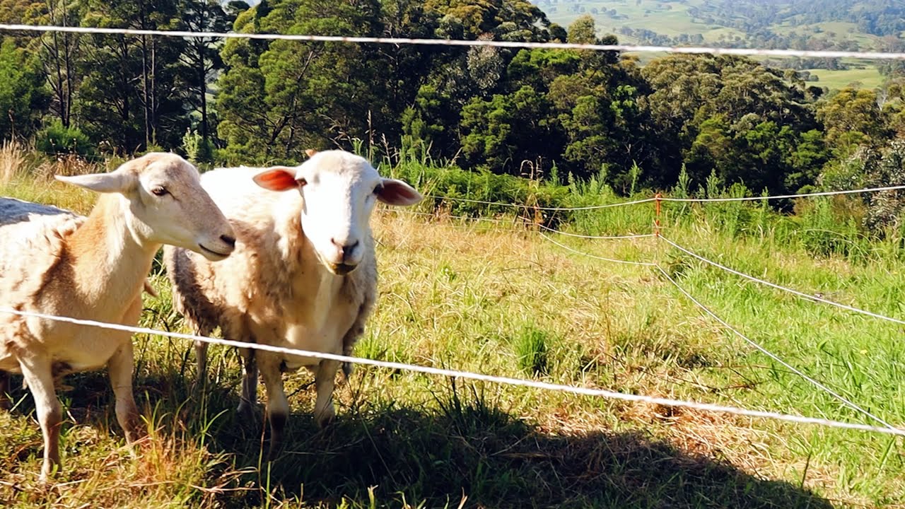 Answering all the sheep questions we have been getting \\ Pasture ...