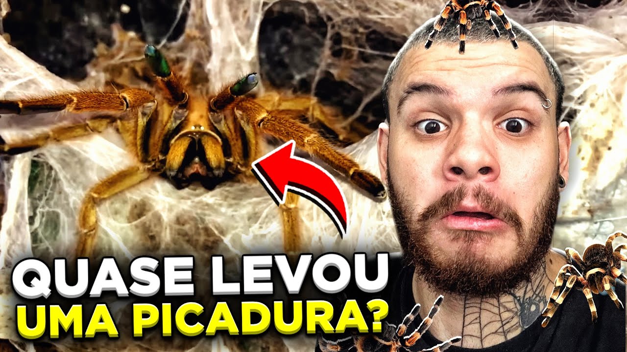 DANDO ÁGUA PARA TARÂNTULAS - React Exotics Lair - YouTube