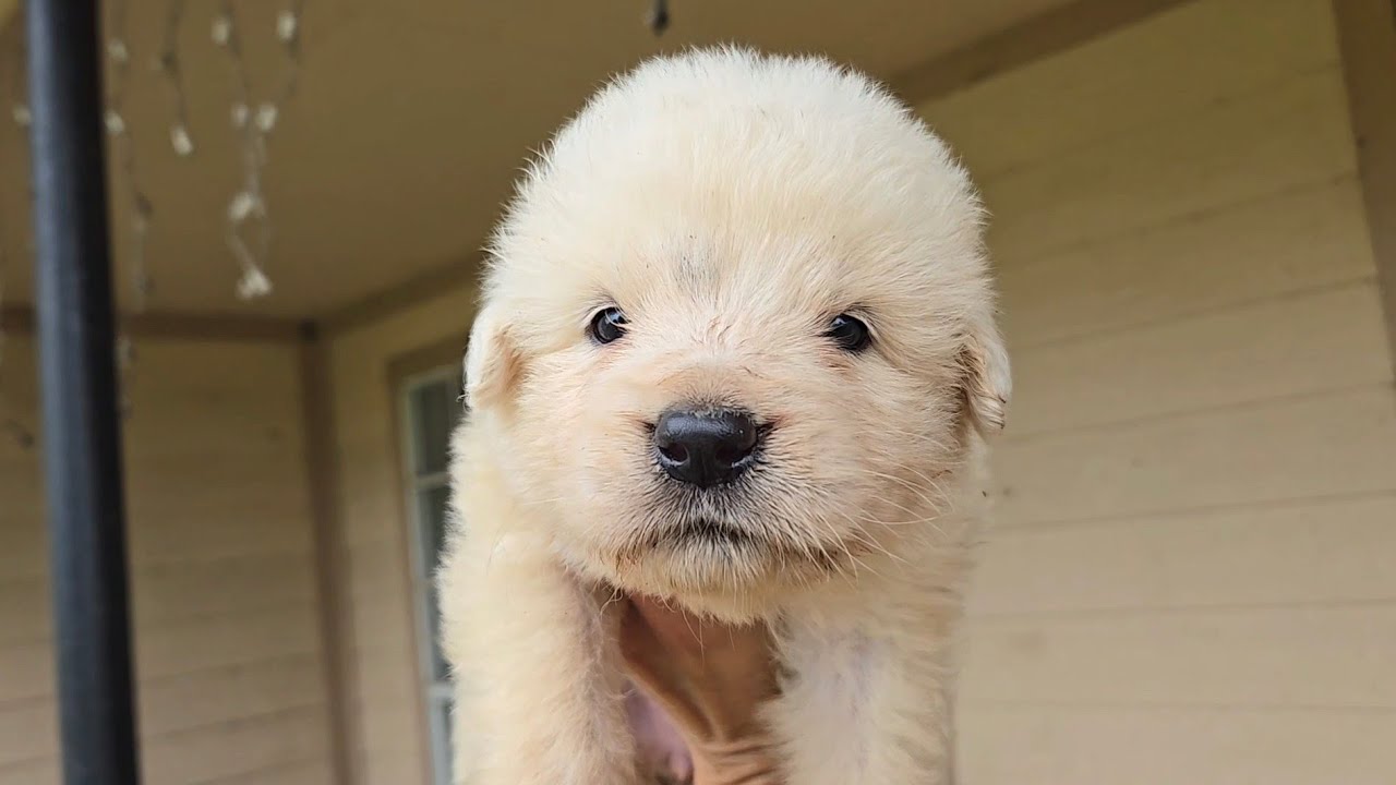 Meet the puppy PARENTS... and DUFFY came to visit :) - YouTube