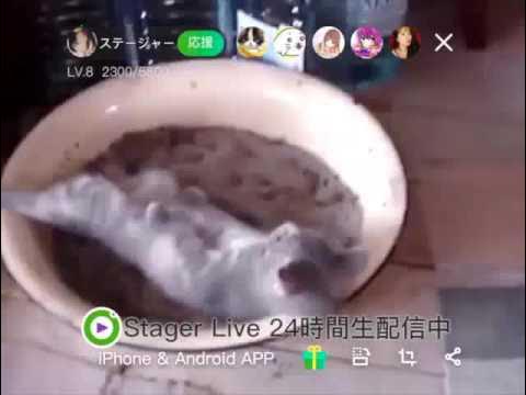 トイレの練習中に失敗した子猫ちゃん かわいい StagerLive Stager Live - YouTube