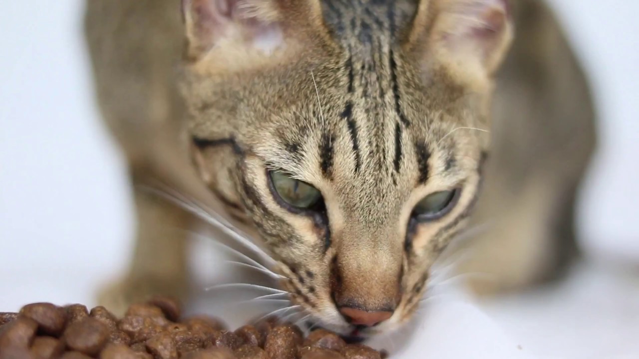 Glupsk katt? - YouTube