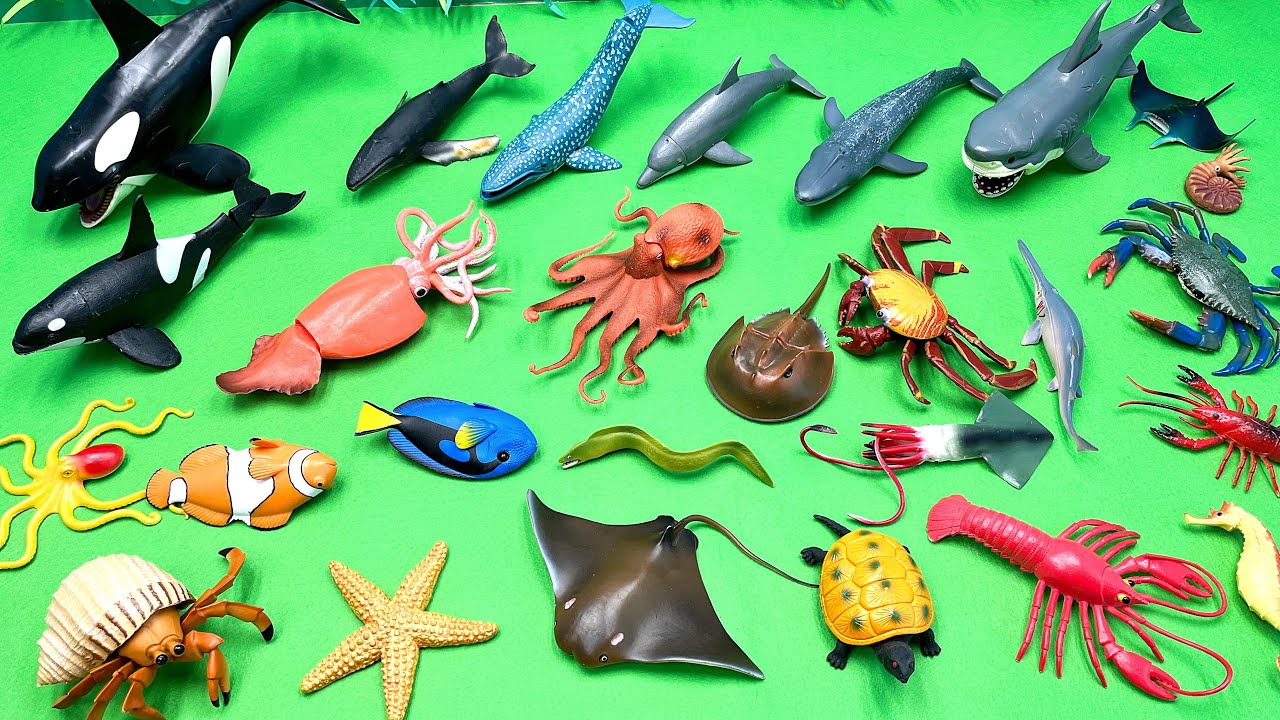 30 Best Sea Animals | Whale Sarke Lobster Manta Ray Sawfish - YouTube