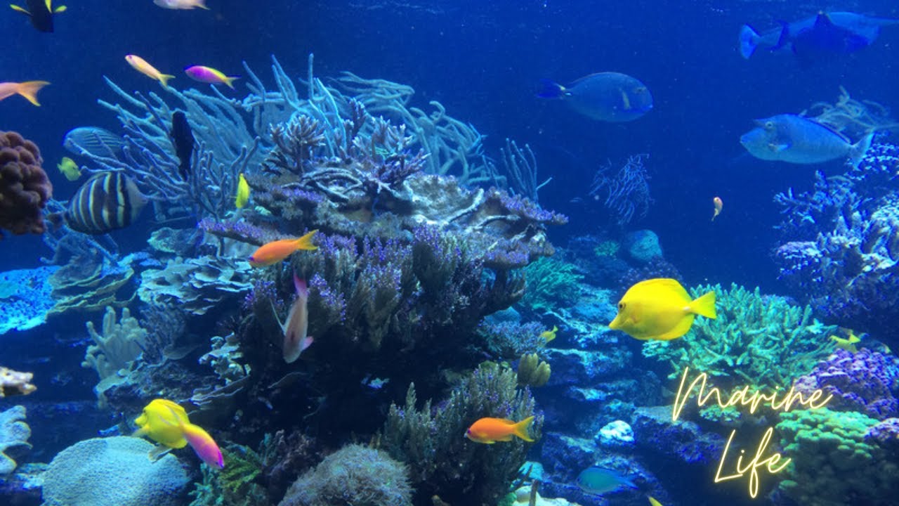 Underwater Ambience, Deep Relaxing Music, Soothing Sleeping ...