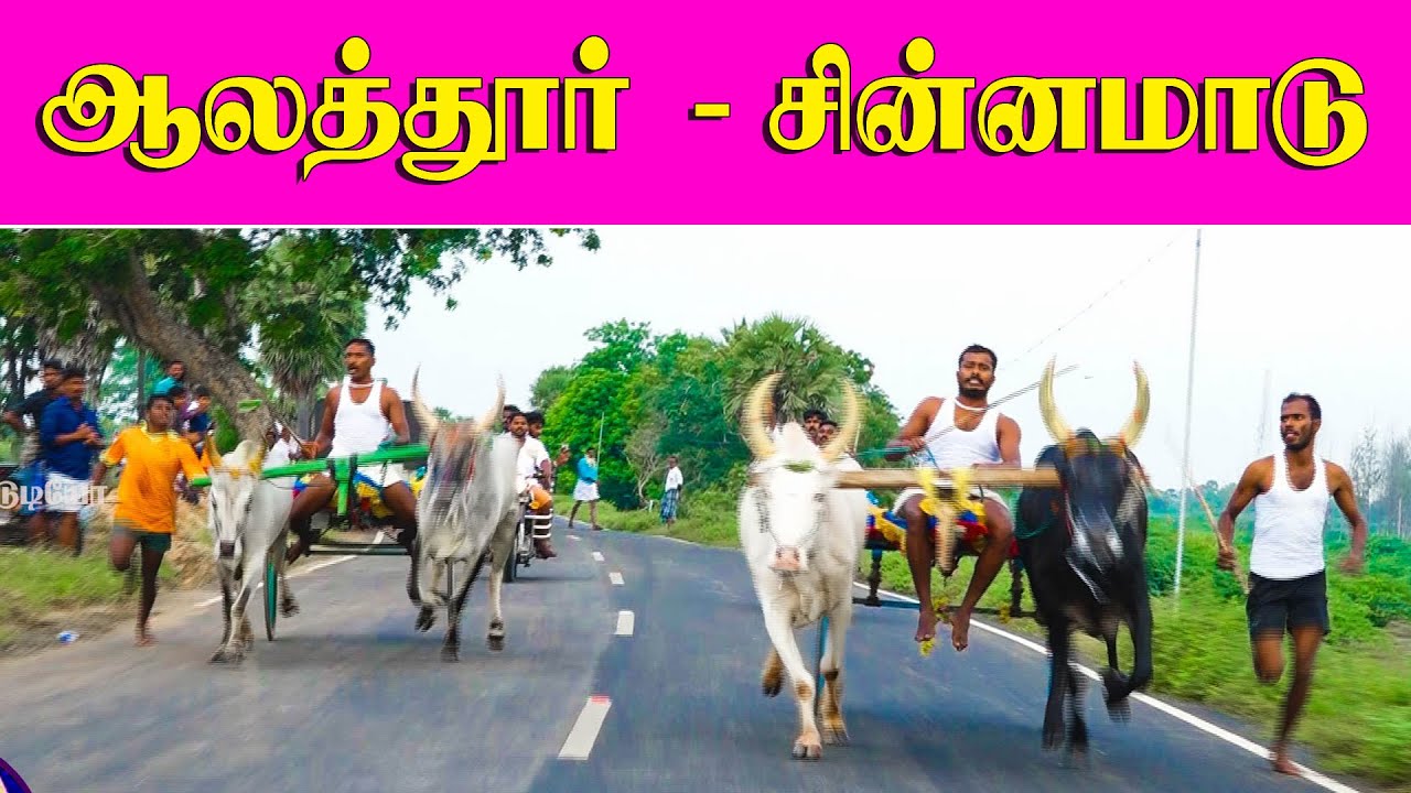 சின்னமாடு ஆலத்தூர் 08-12-2019 chinnamadu aalathur mattu vandi panthayam ...