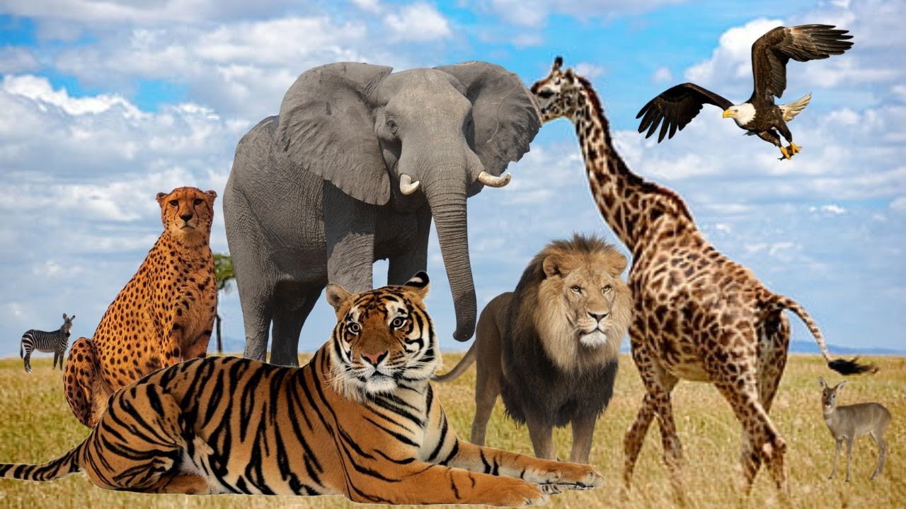 Amazing scenes of wild animals | Animal world - YouTube