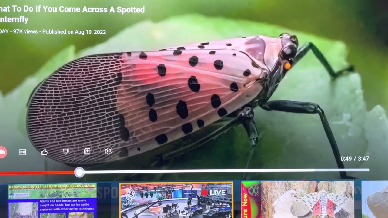 USA Spotted Lanternfly Pen extention permit. - YouTube