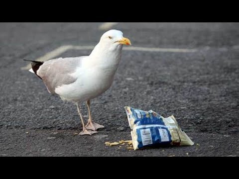 Very Funny!! Sneaky seagull has turned shoplifter Haha - YouTube