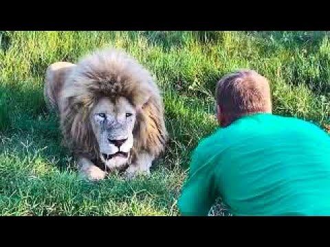 How TO SCARE A LION? - YouTube