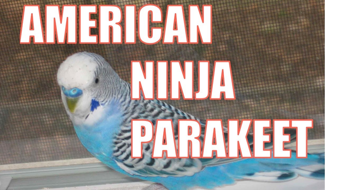 American Ninja Warrior...Parakeet - YouTube