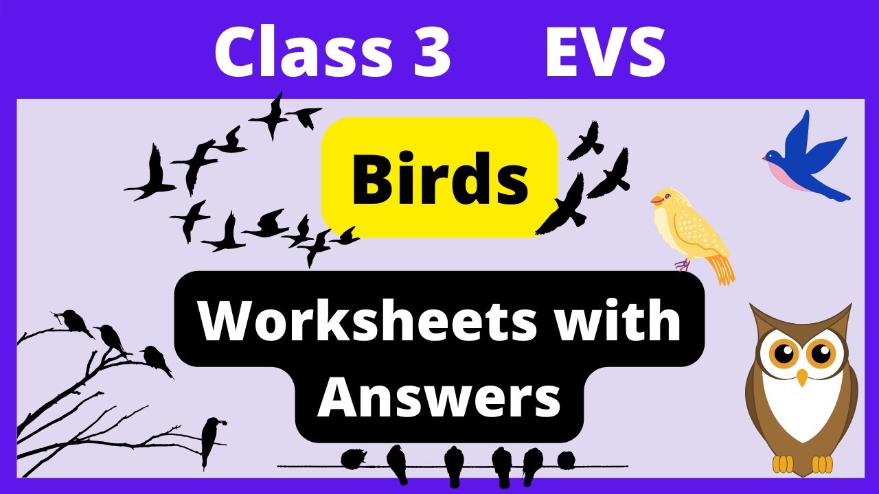 Class 3 Science Worksheet on Birds | EVS Worksheet for Class 3 | Class ...